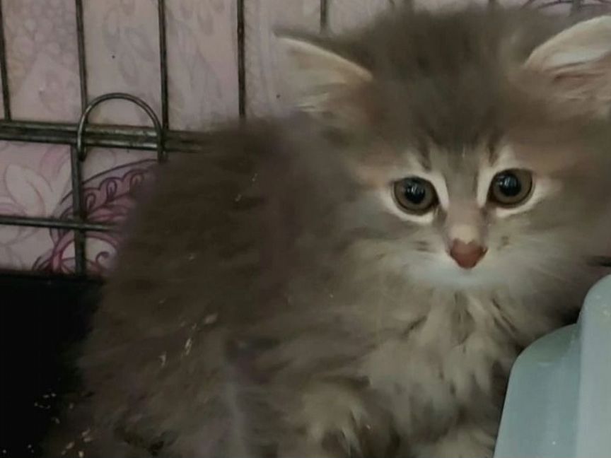 Кошечка