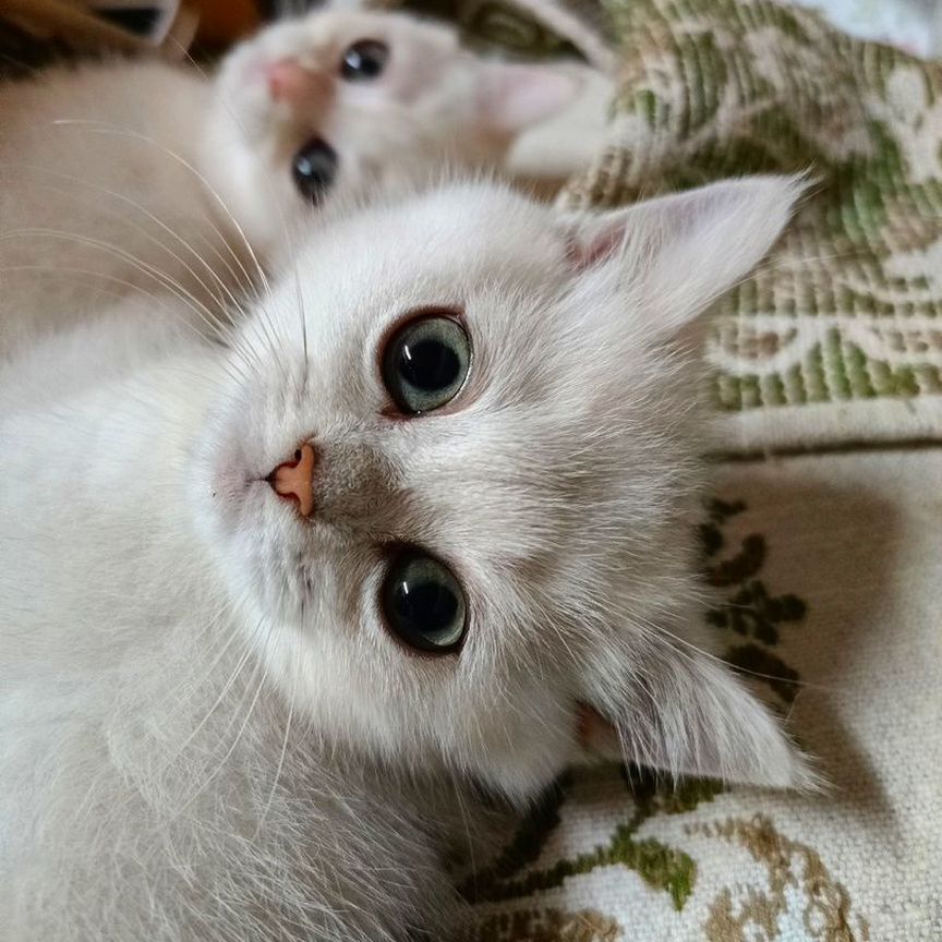 Британские котята серебристая шиншилла