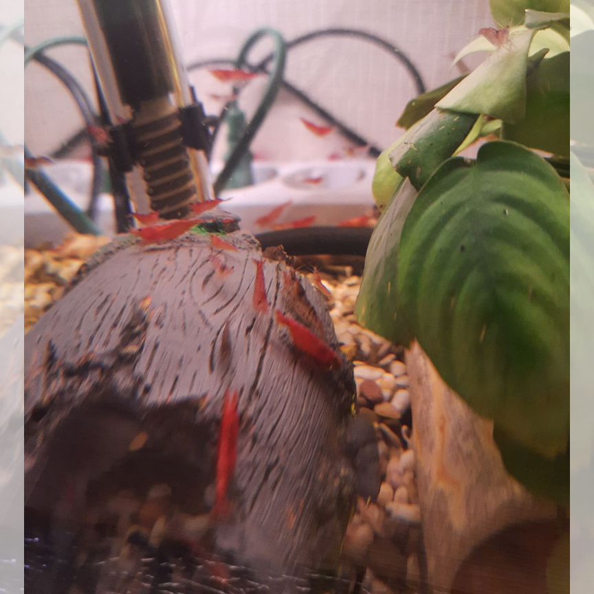 Аквариумные креветки