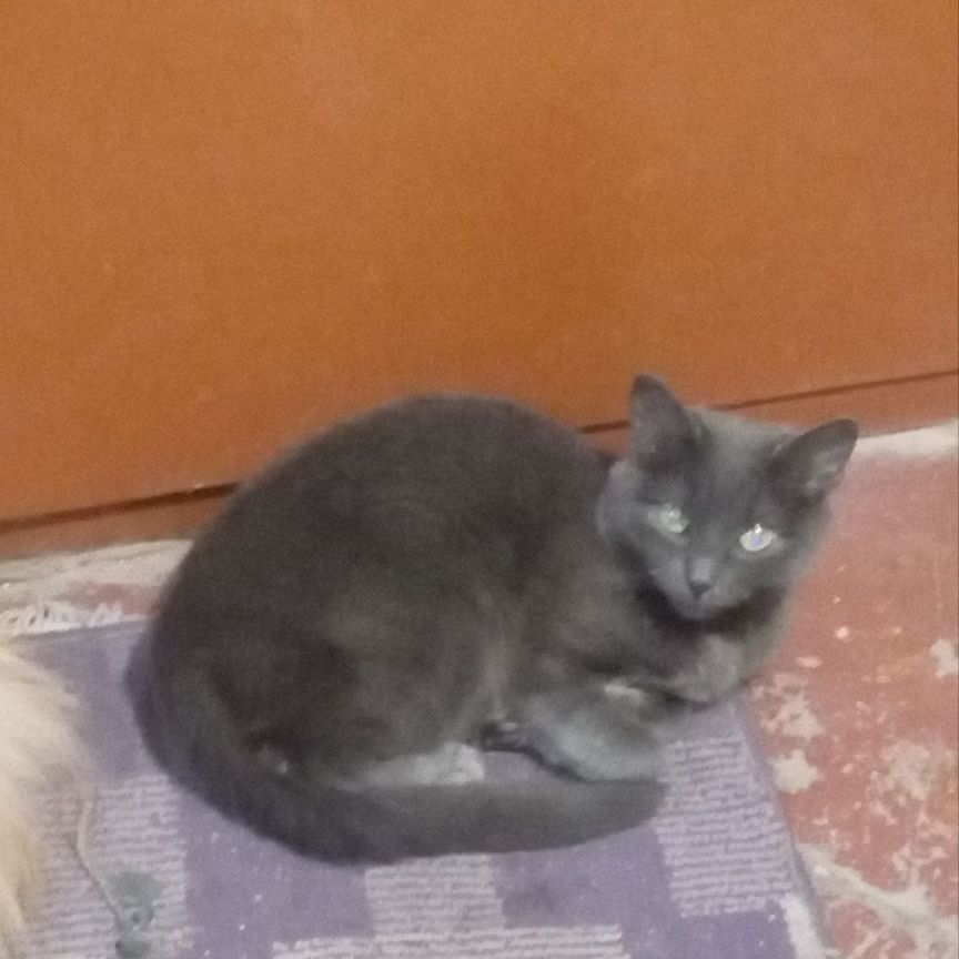 Кошки в добрые руки