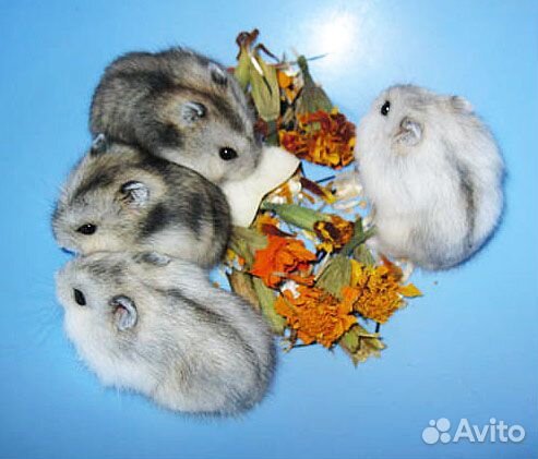 Джунгарские хомочки малыши