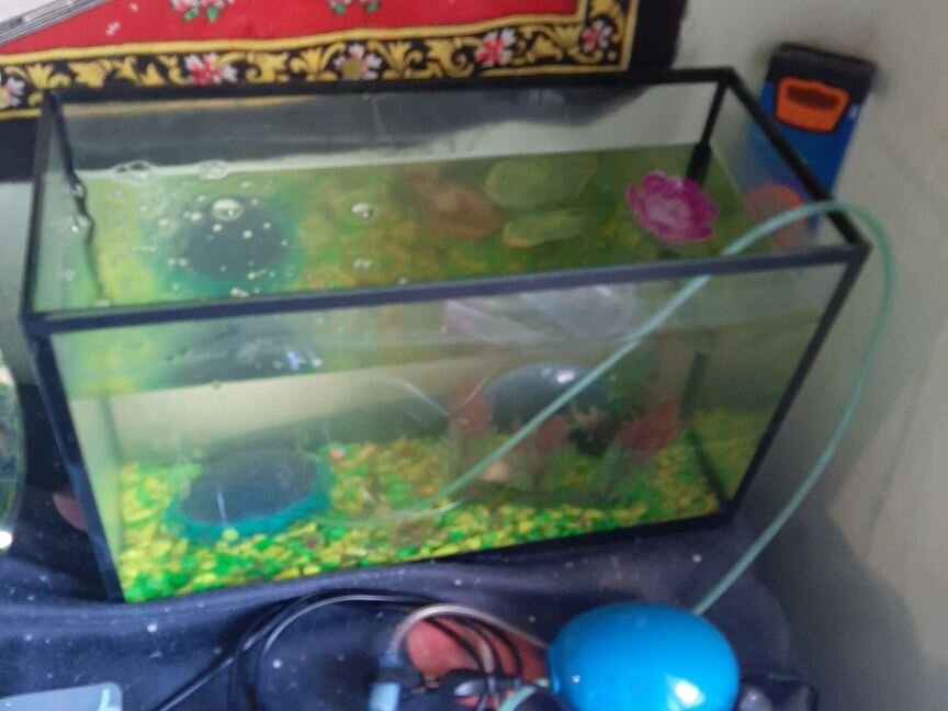 Аквариум+сом+аксесуары