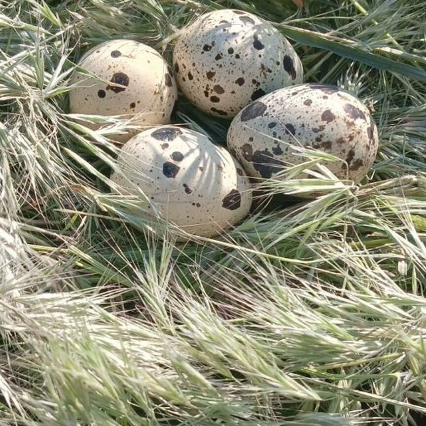 Яйцо перепелов породы техасцы