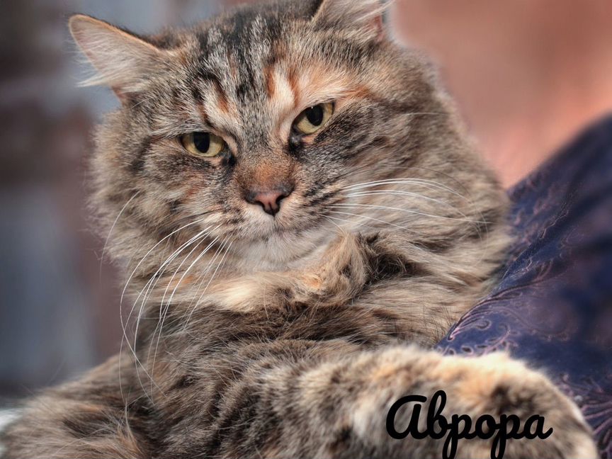 Кошка в добрые руки