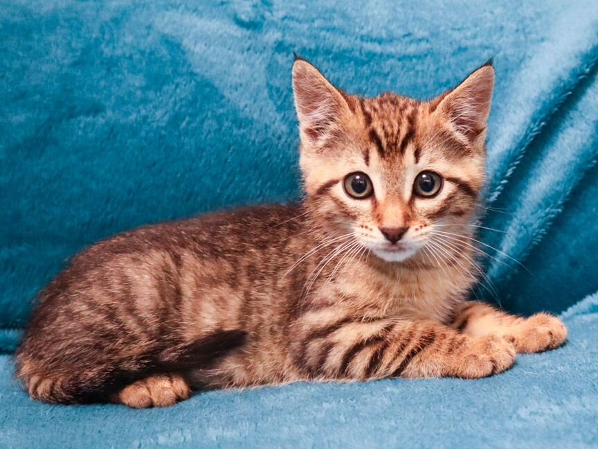 Малыш Кай - милый котенок