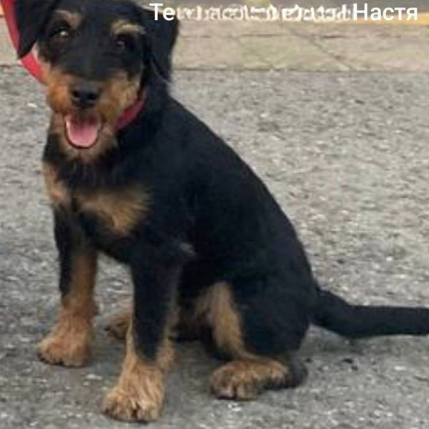 Взрослая собака в добрые руки