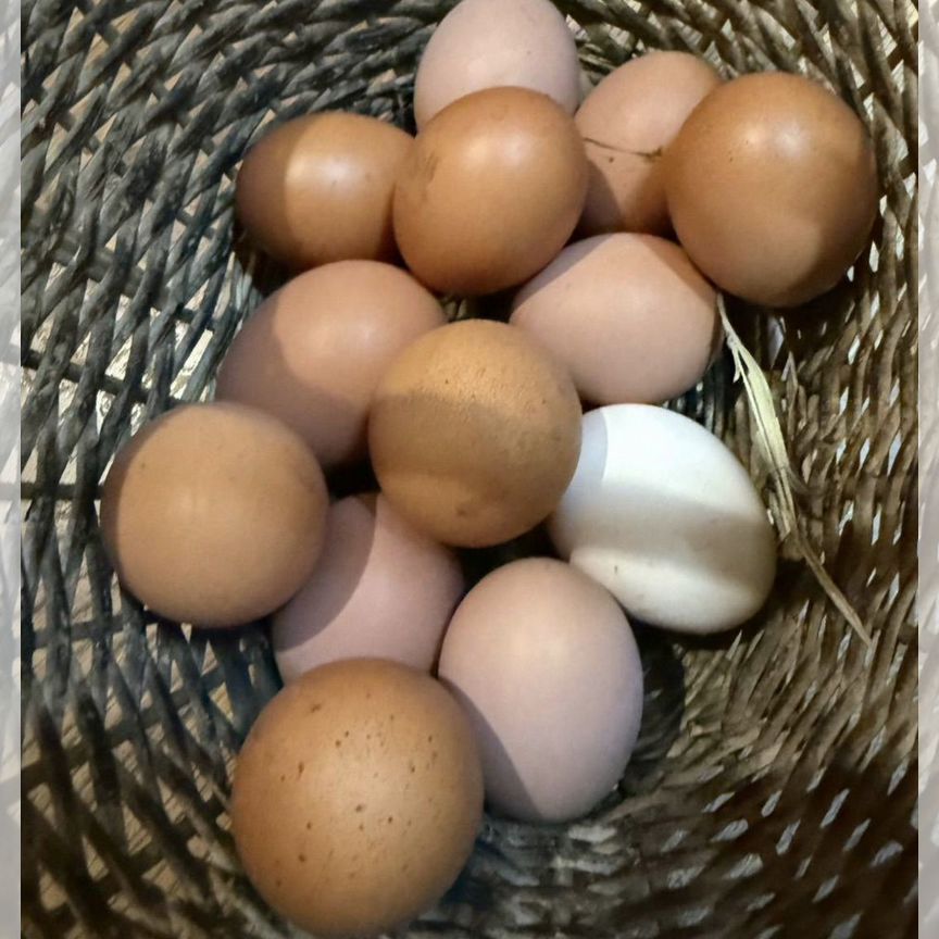 Домашние куриные яйца