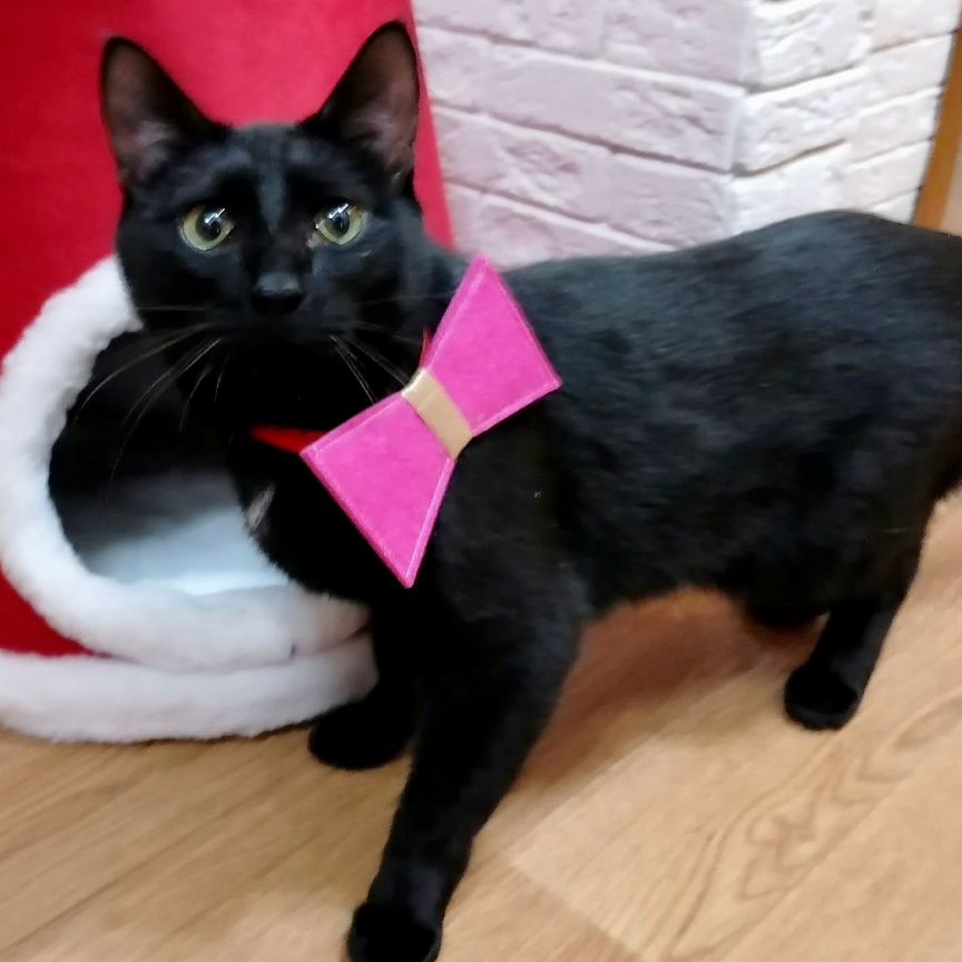 Взрослый кот от частного владельца