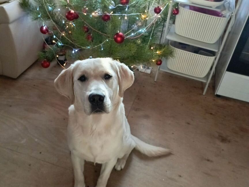 Отдам лабрадора