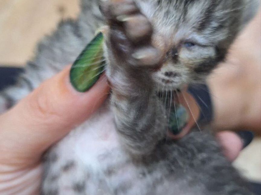 Котенок и кошка