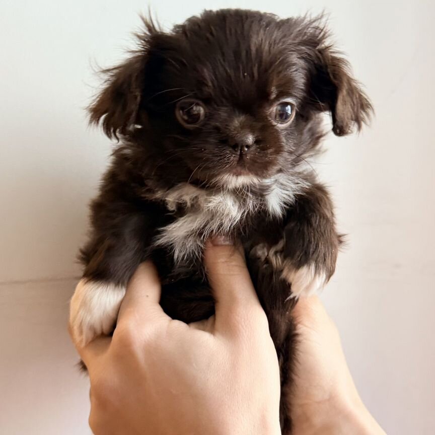 Чихуахуа, щенок