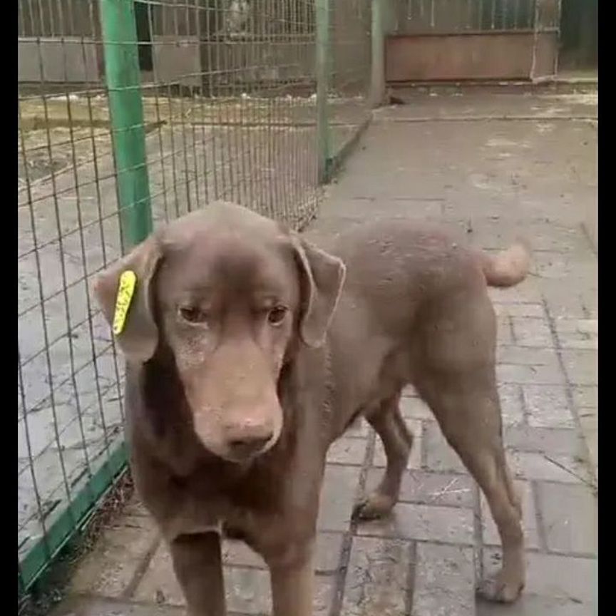 Тибор ищет дом