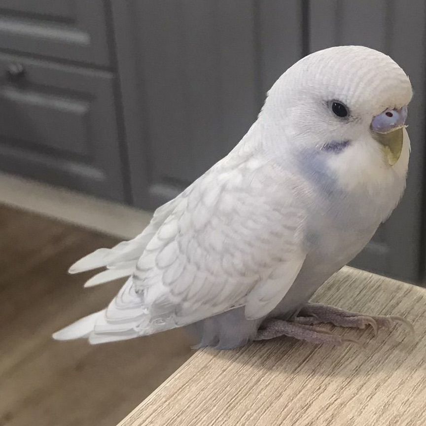 Волнистый попугай, птенец