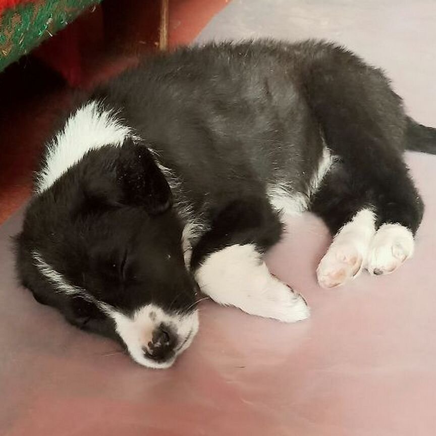 Щенок в добрые руки