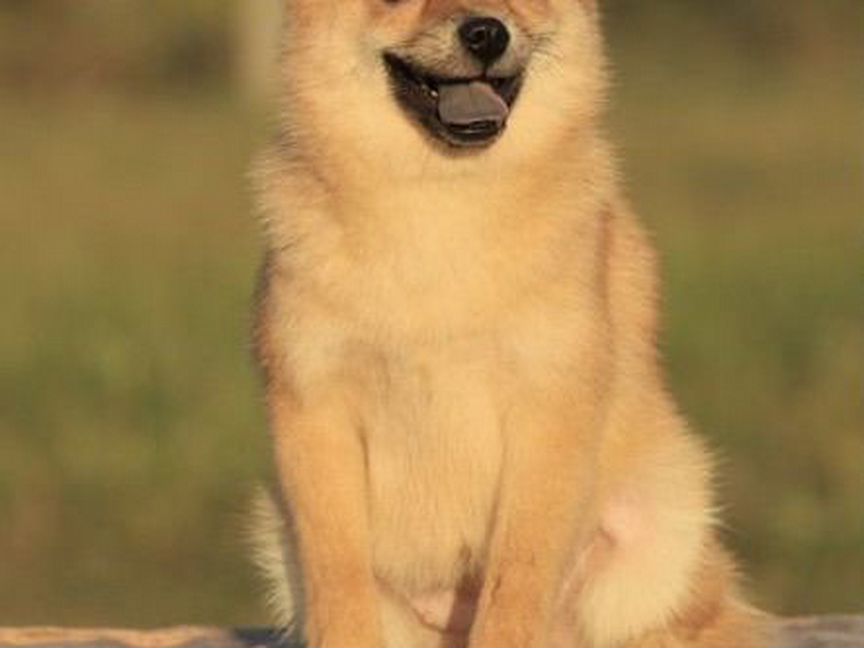 Сиба ину мини