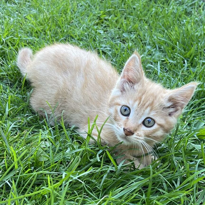 Мейн-кун котёнок