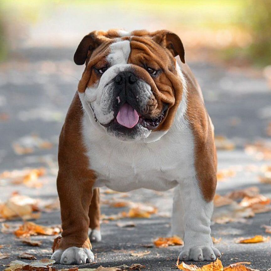 Молодые бульдоги