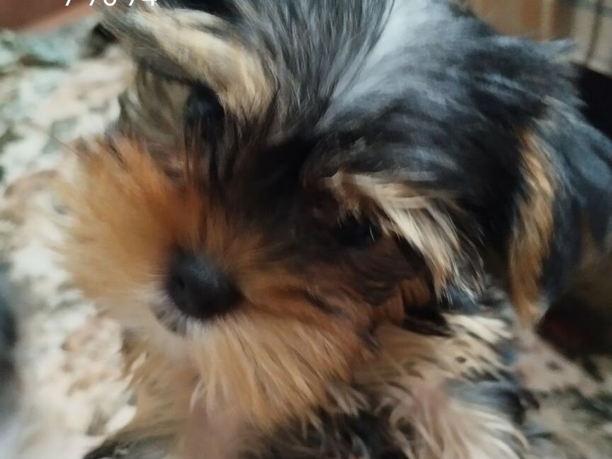 Йоркширский терьер мини щенки девочки