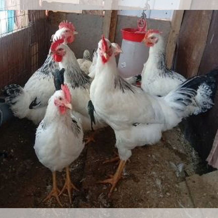 Молодые петухи