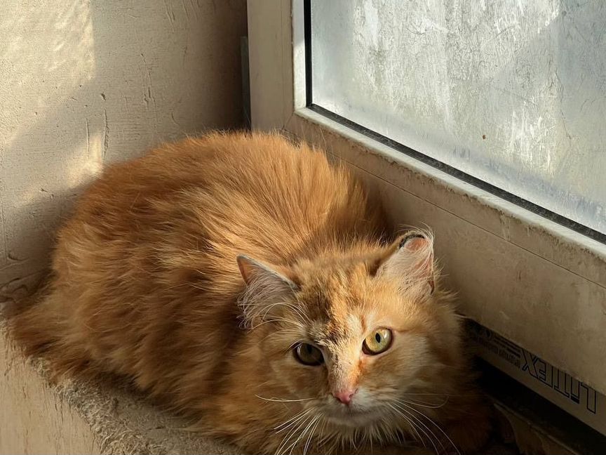 Кошка рыжая девочка 1 год