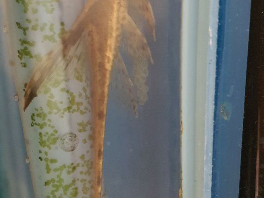 Стурисома панамская