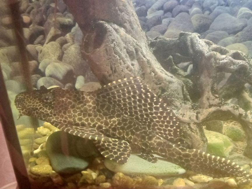 Парчовый сом