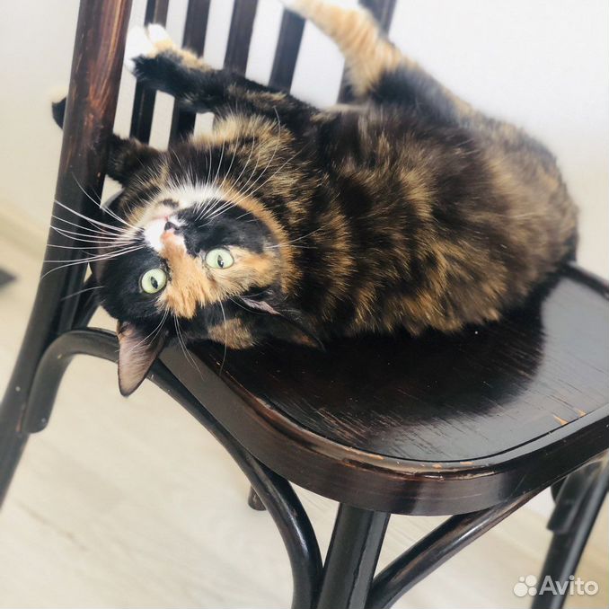 Кошечка трехцветочка в добрые руки