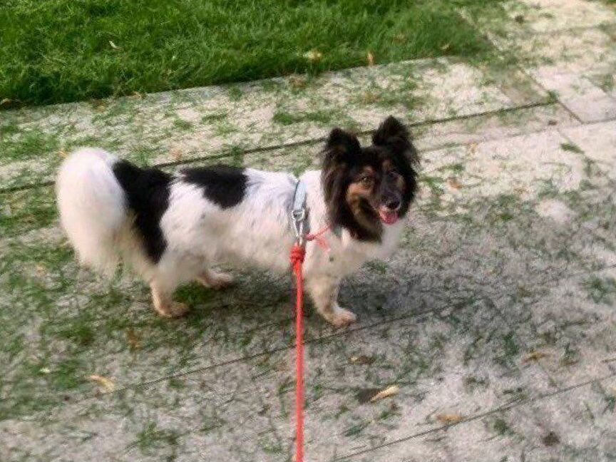 Маленькая собачка в добрые руки