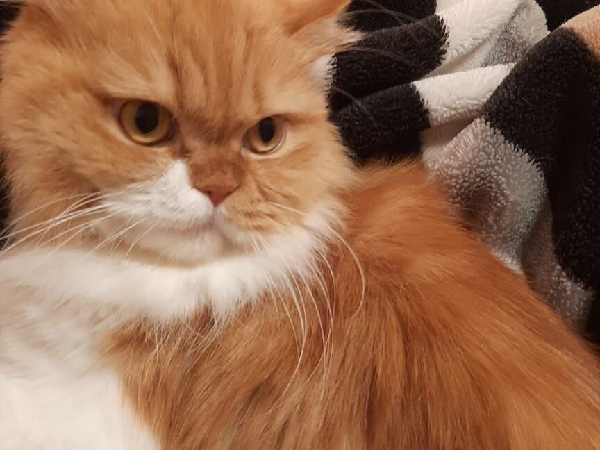 Шотландская рыжая кошечка