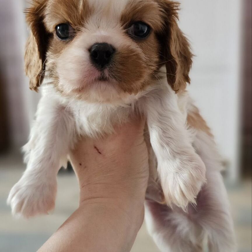 Щенки кавалер-кинг-чарльз- спаниель