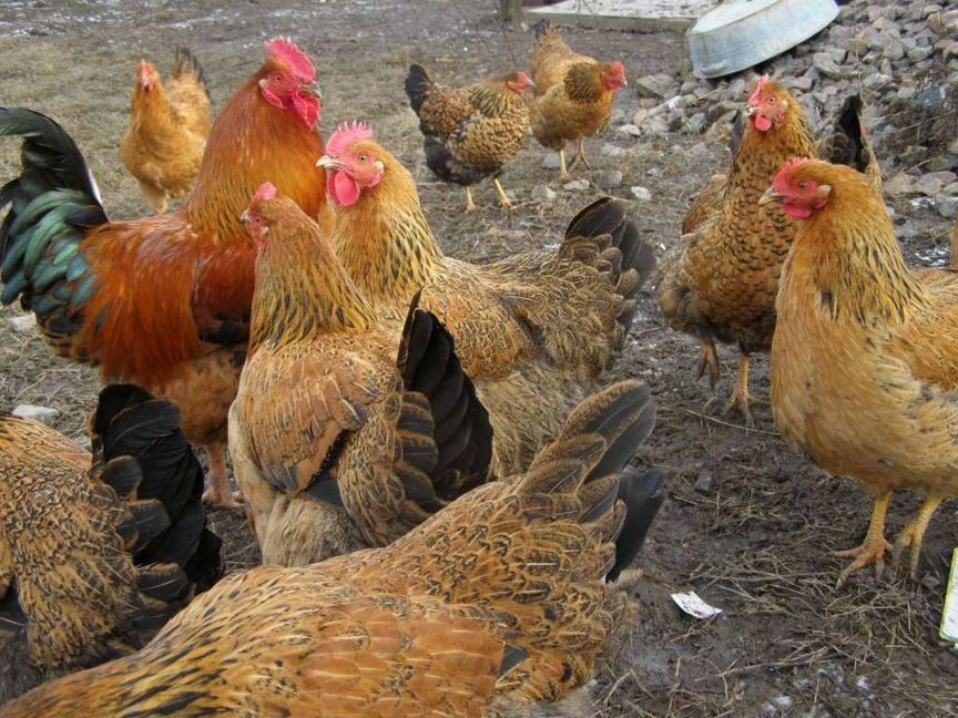 Индюшата и цыплята Кучинская Юбилейная