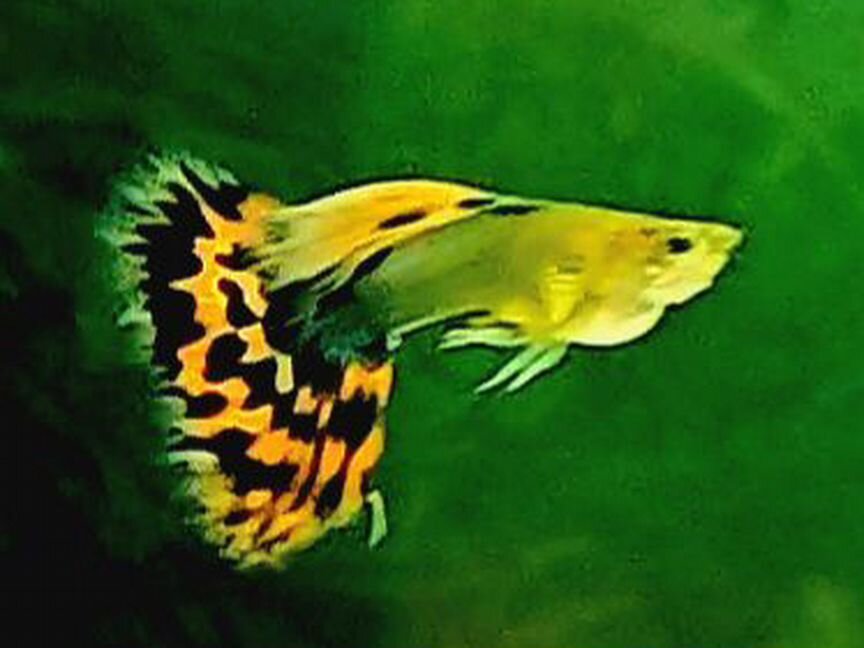 Гуппи чистая линия