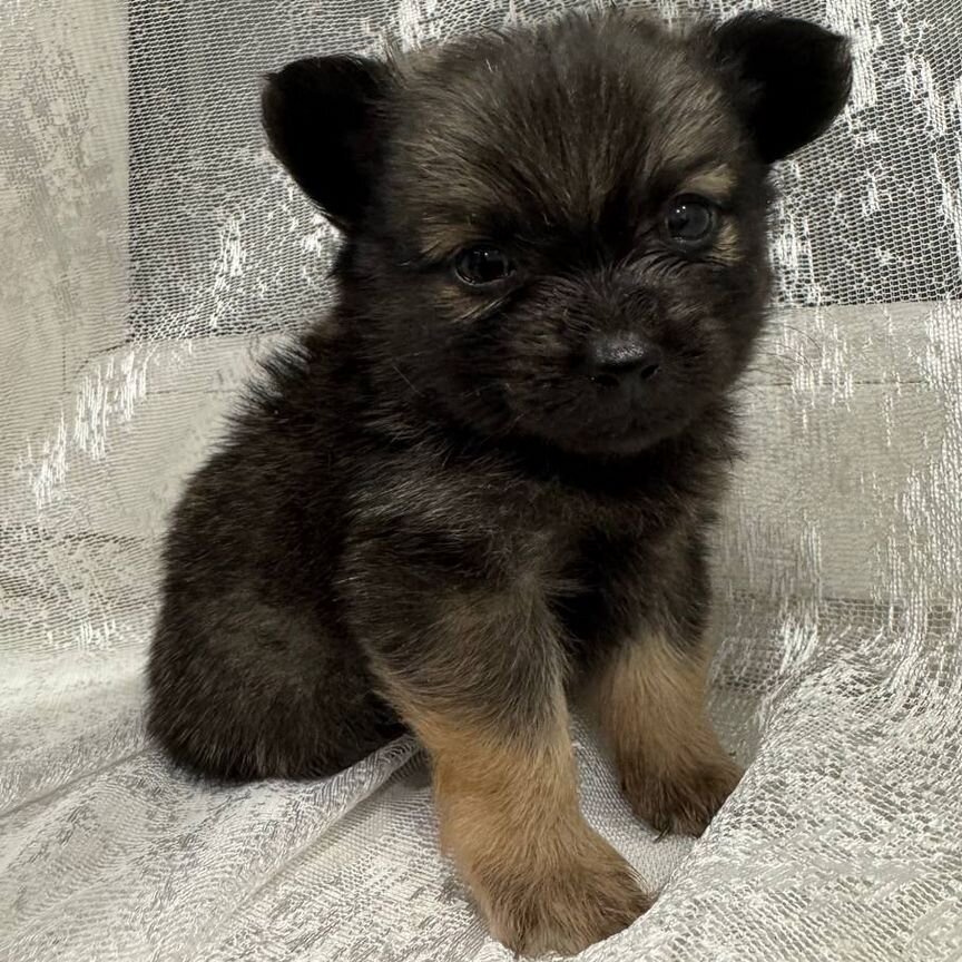 Померанский шпиц, щенок