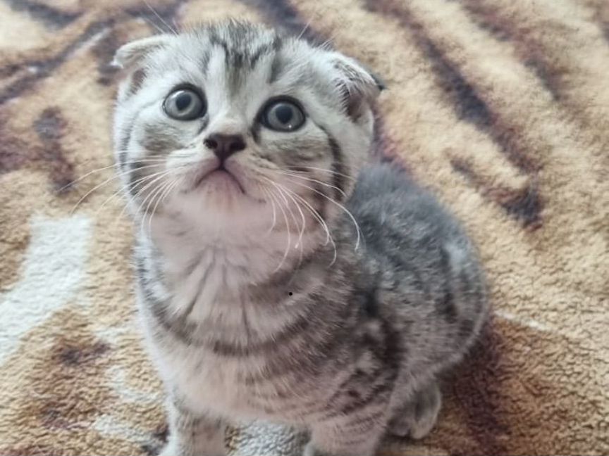 Котята породистые вислоухие