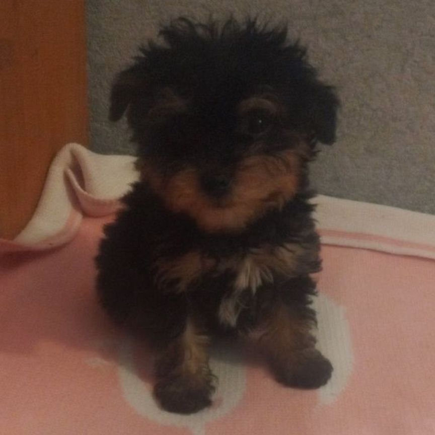 Щенок от частного владельца