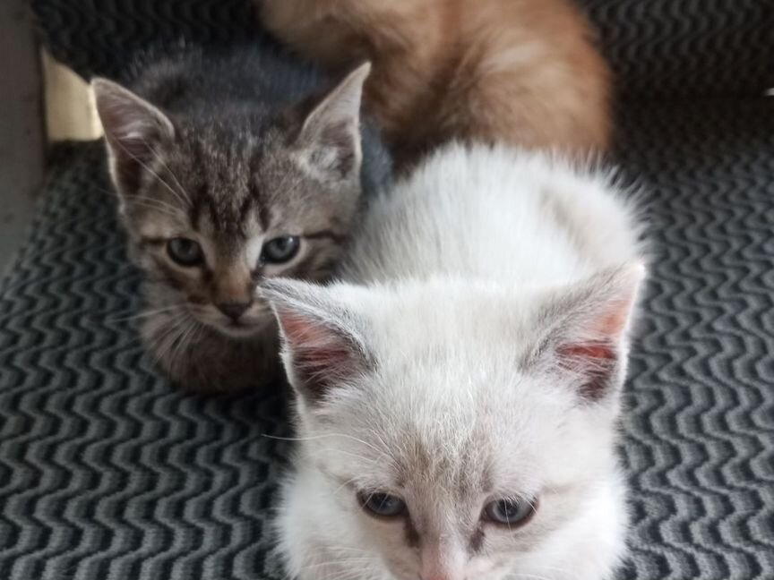Отдам в добрые руки. Белая кошечка и два кота