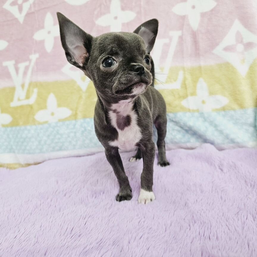 Чихуахуа мини девочка