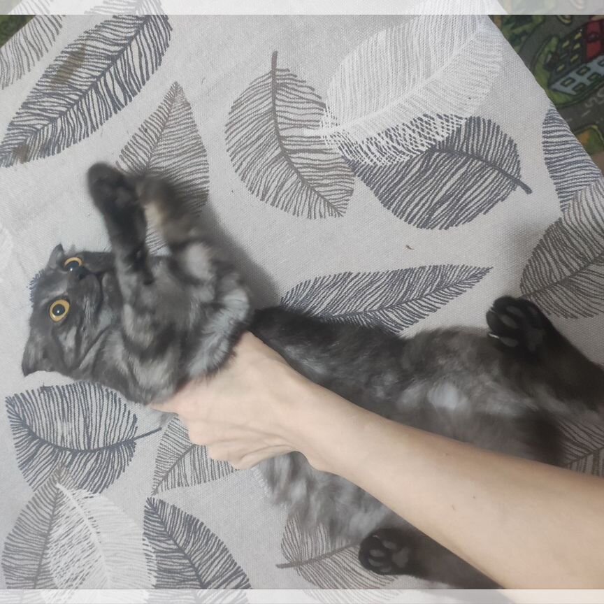 Шотландский вислоухий короткошёрстный котёнок