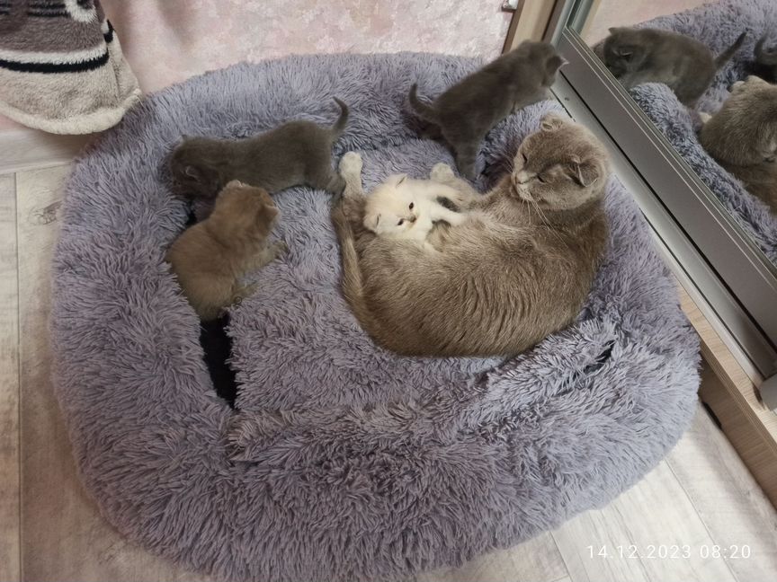 Британские котята