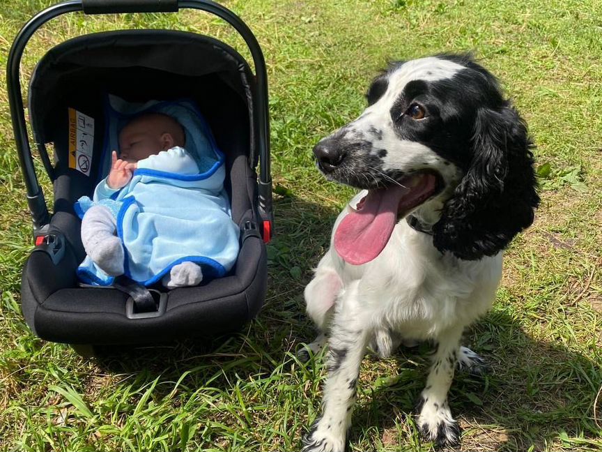 Русский спаниель