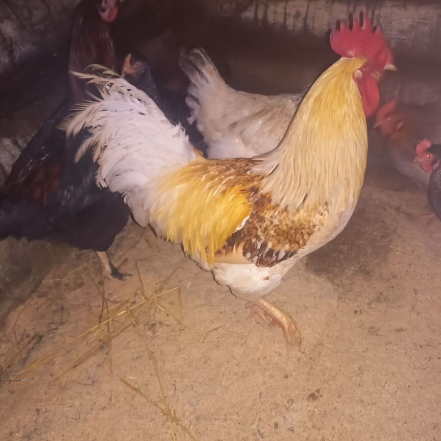 Молодые петухи