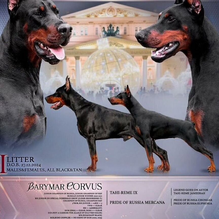 Щенки добермана РКФ