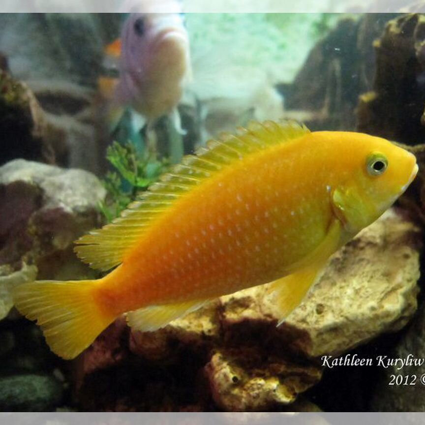 Аквариумные рыбки