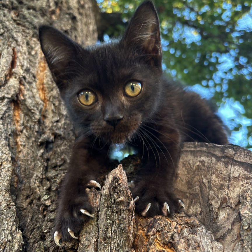 Котенок Мурик