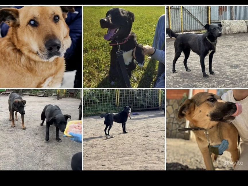 Собаки с разной судьбой ищут семью дом передержку