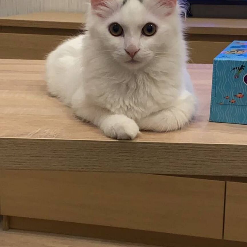 Кот и кошка в добрые руки