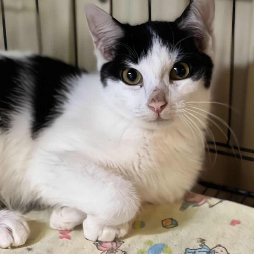 Котёнок в добрые руки