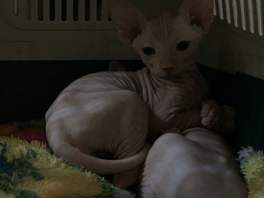Лысые котята сфинкс