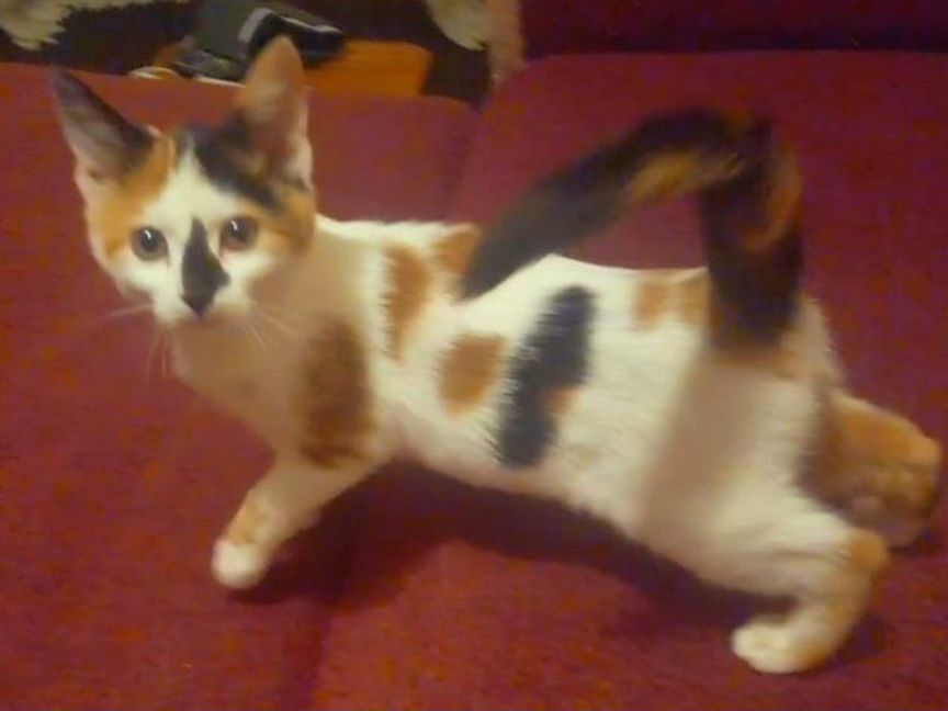 Котёнок трехцветка ищет дом
