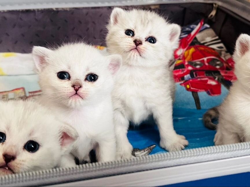 Шотландские вислоухие котята